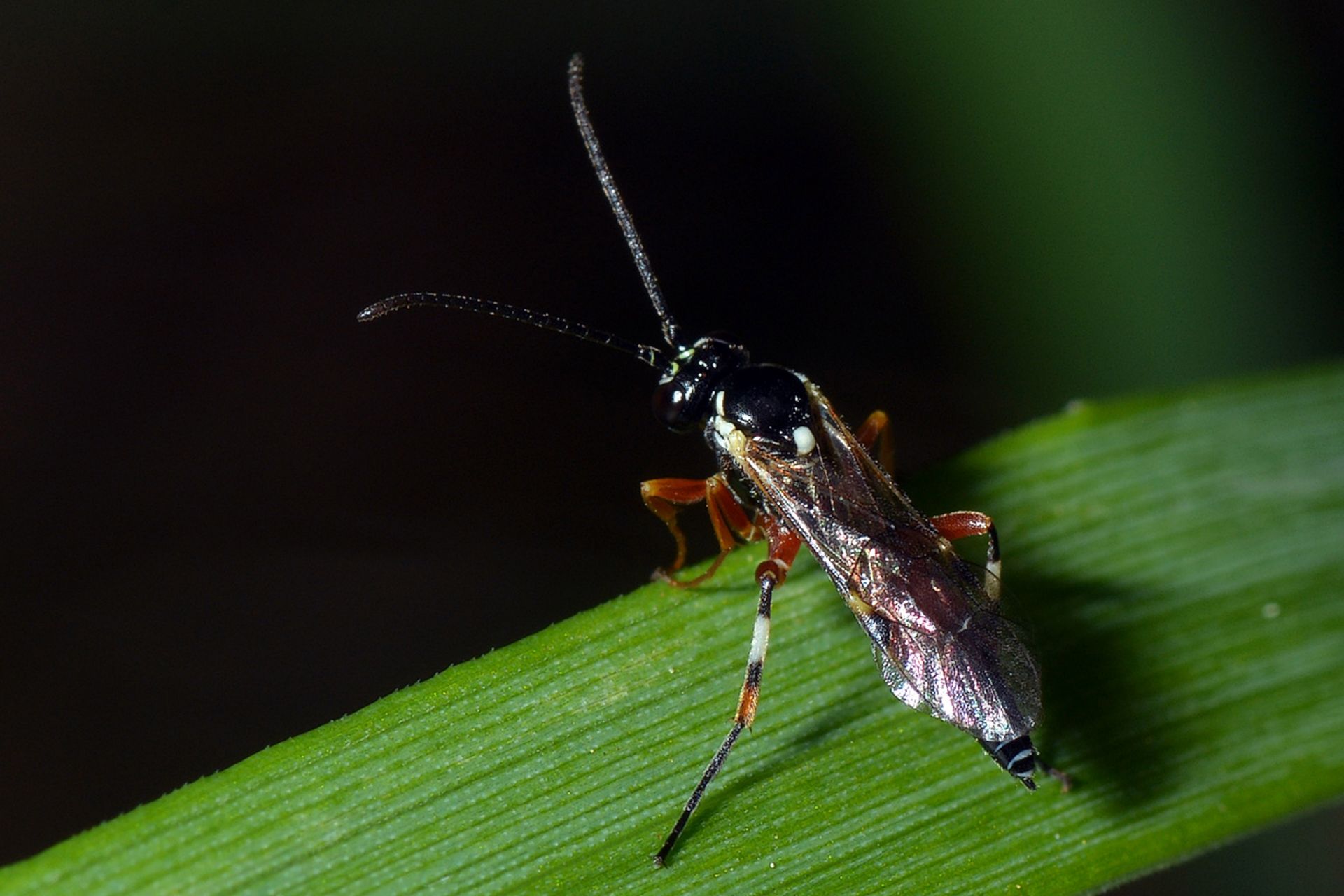 Fiches espèces Shna-Ofab