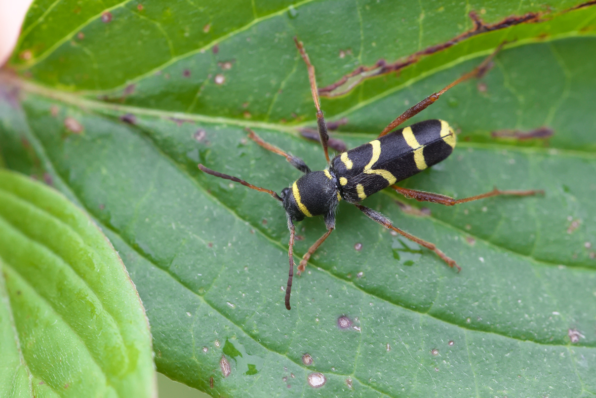Fiches espèces Shna-Ofab