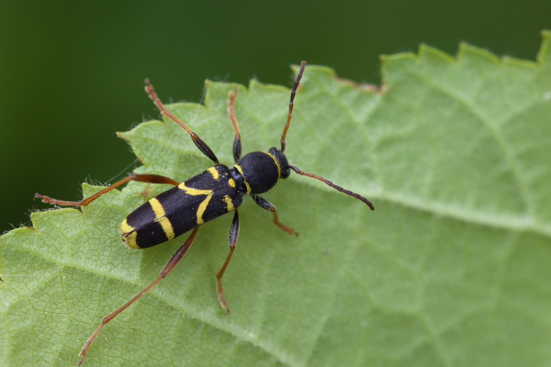 Fiches espèces Shna-Ofab