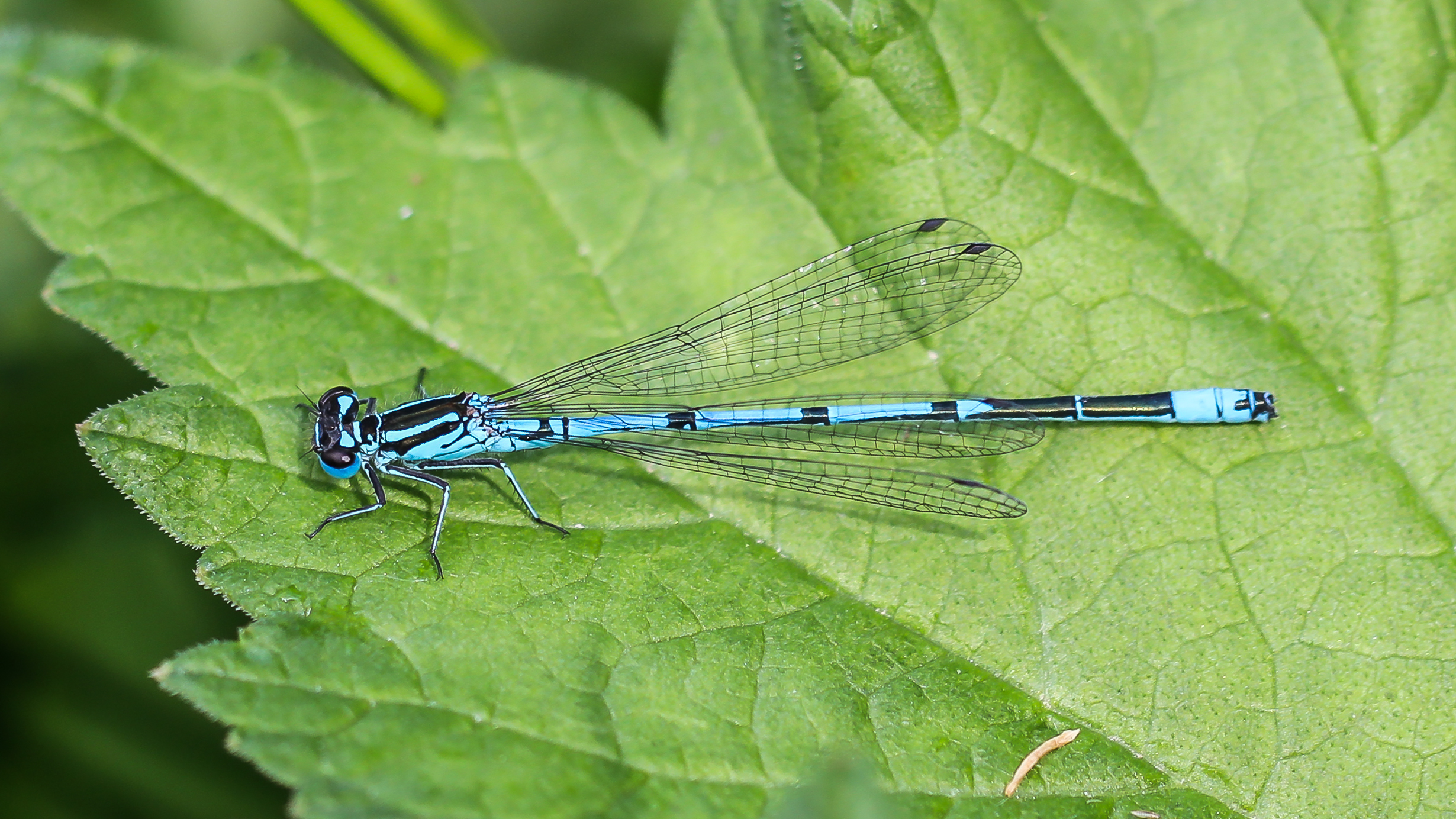 Fiches espèces Shna-Ofab