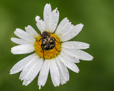 Fiches espèces Shna-Ofab