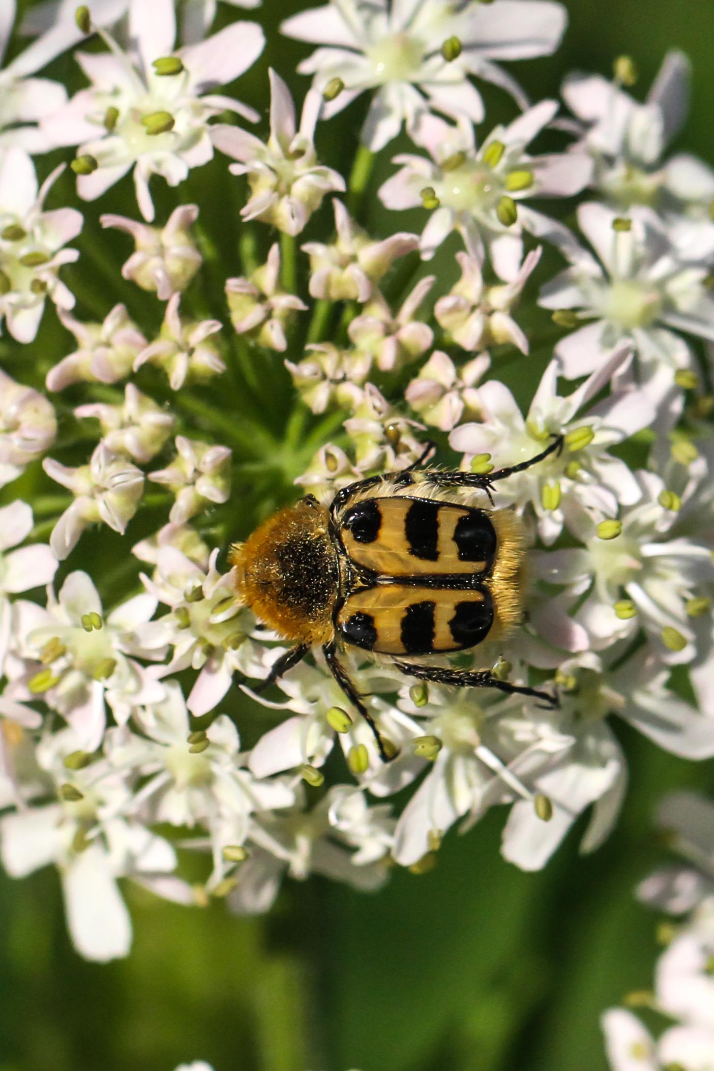 Fiches espèces Shna-Ofab