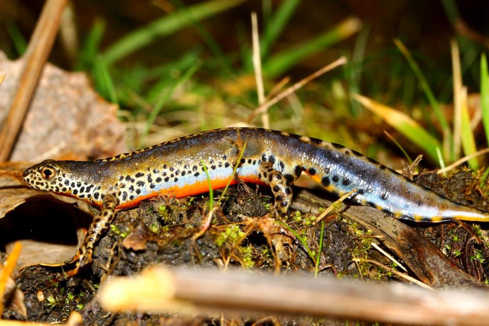 Fiches espèces Shna-Ofab